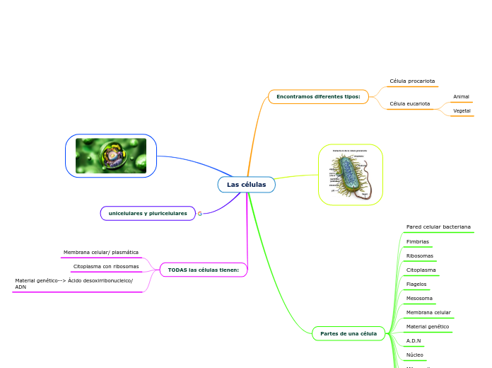 Las células - Mind Map